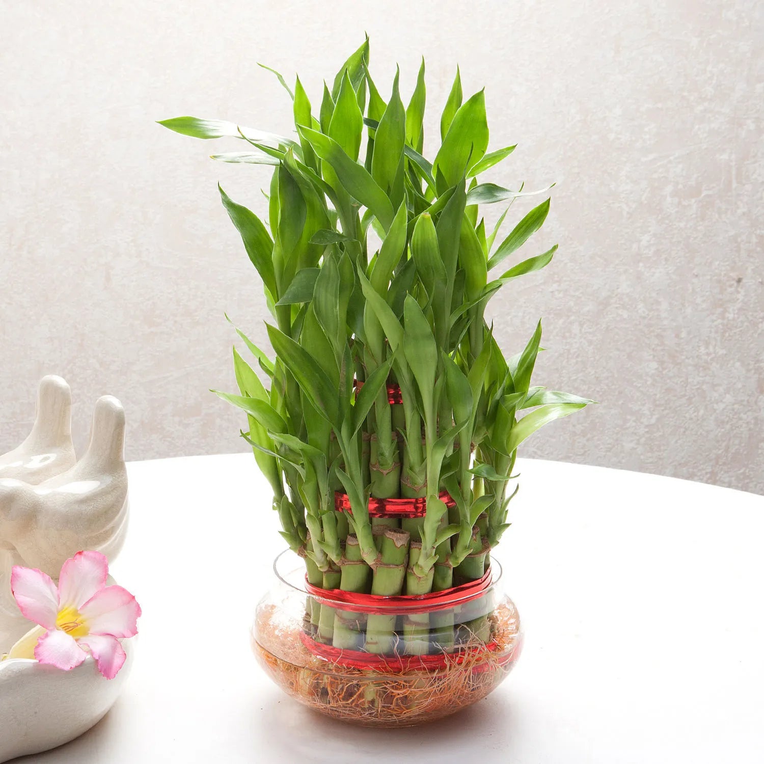 3 Layer Lucky Bamboo Plant Mytstrre